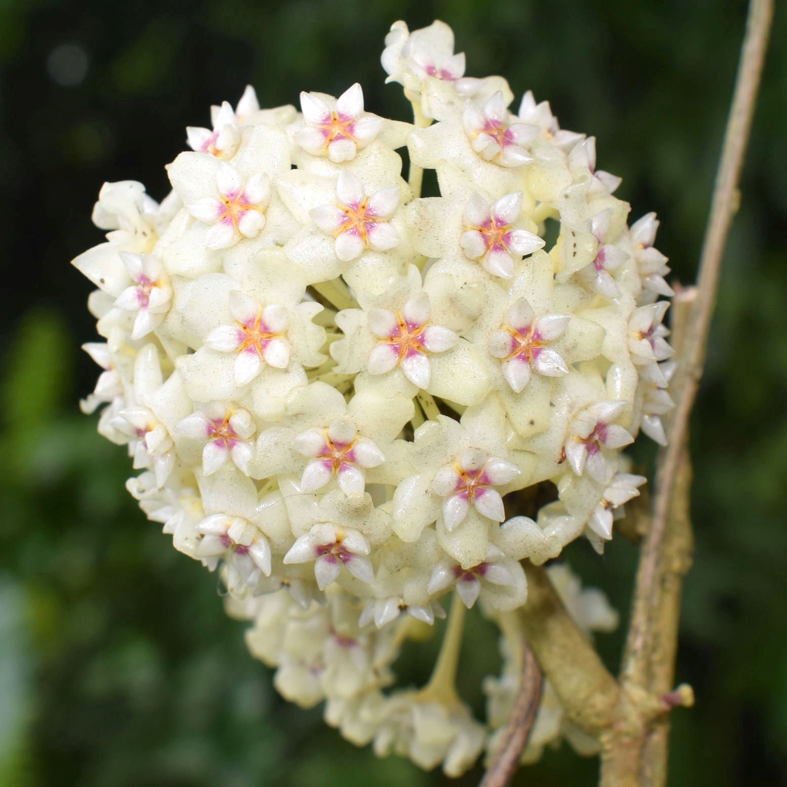 Hoya parasitica 'Black Margin' – Floraria Secret Garden (SG)