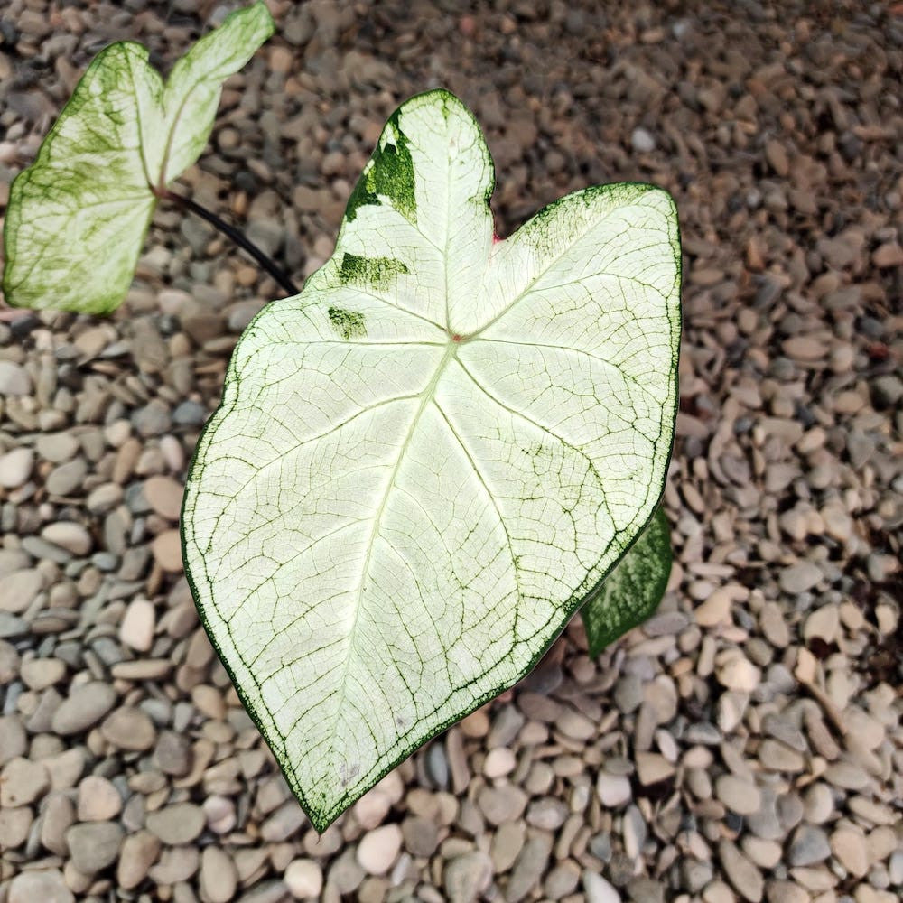 Caladium Florida Moonlight – Floraria Secret Garden (SG)