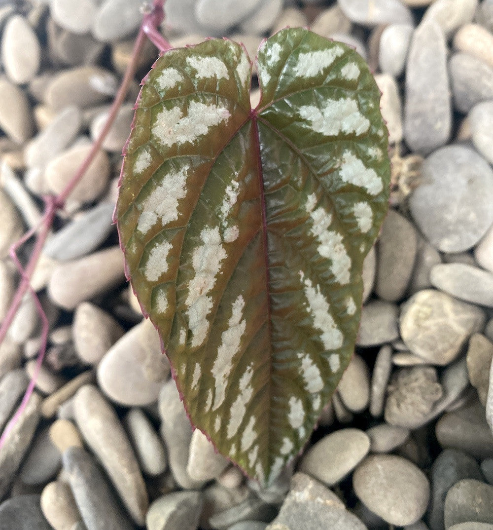 Cissus discolor – Floraria Secret Garden (SG)