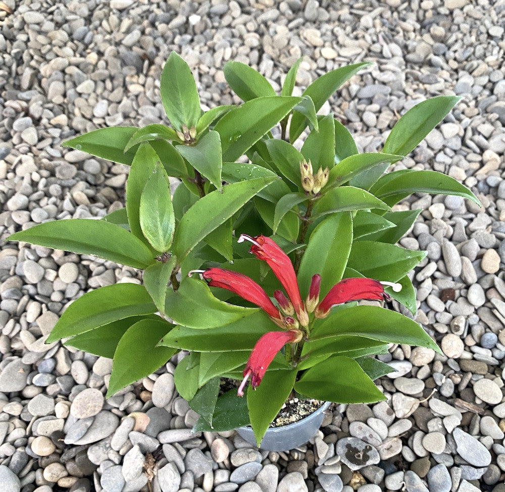Aeschynanthus Carina - Lipstick plant (Planta Ruj, Floarea Ruj)