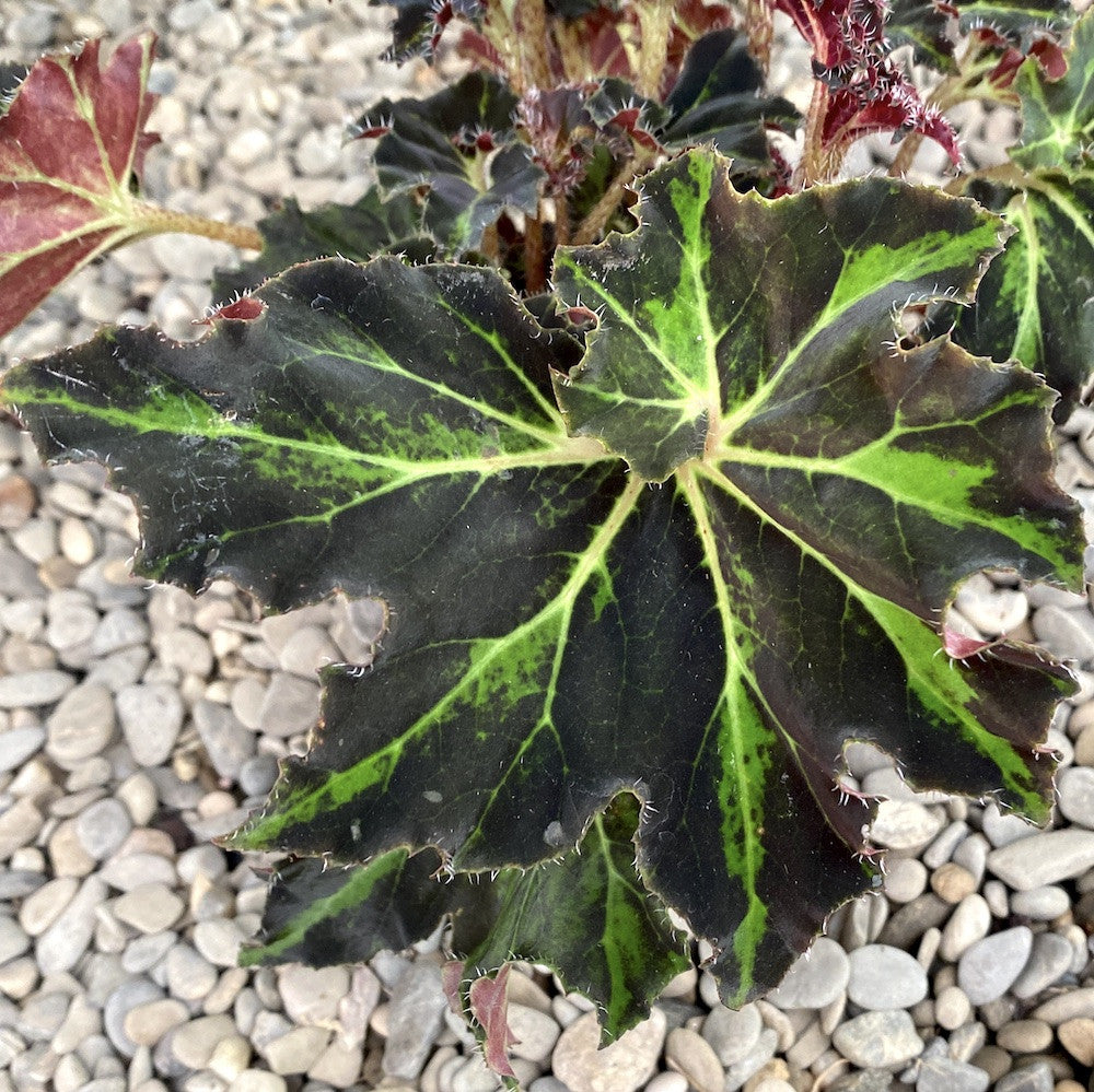 Begonia Envy