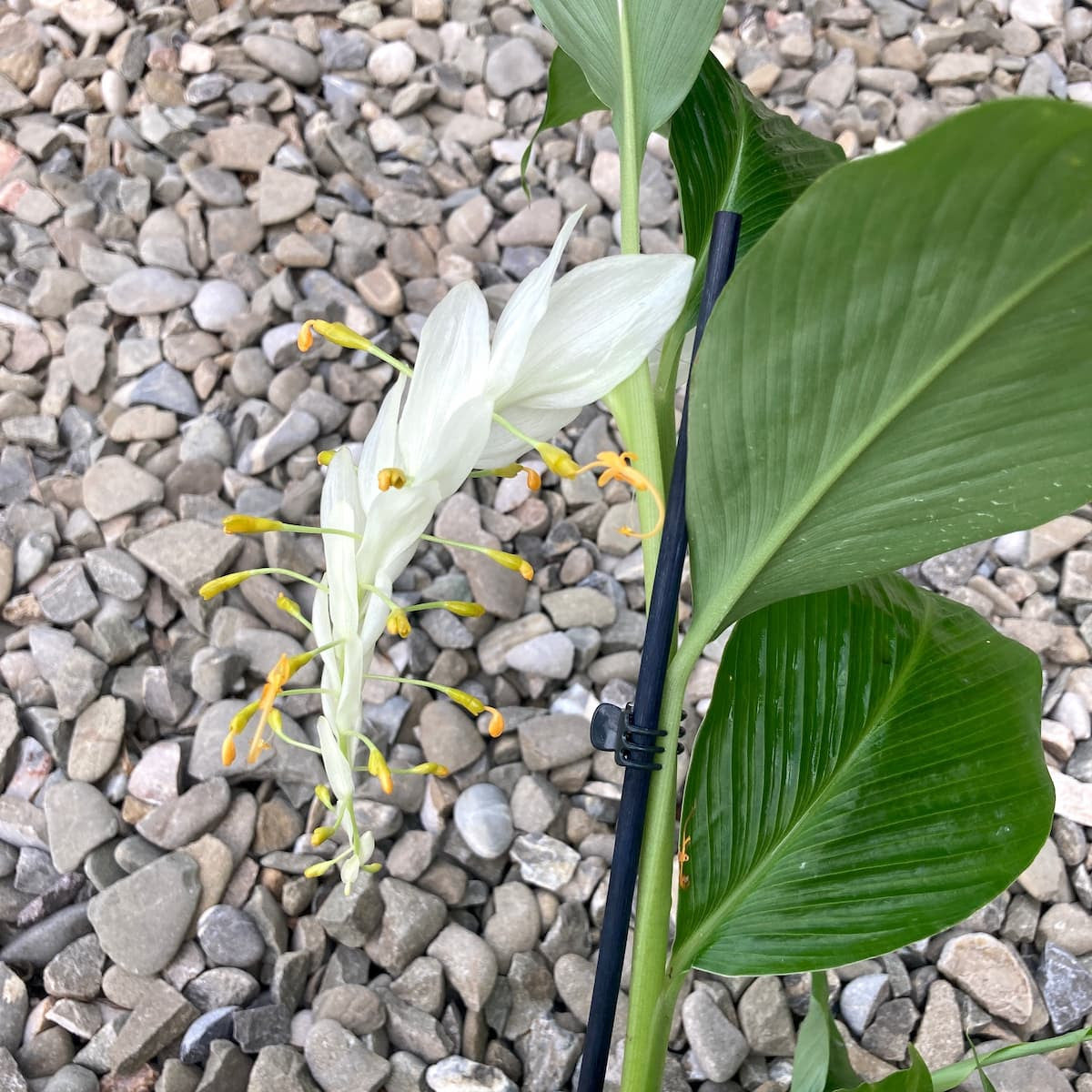 Globba winitii 'White Dragon' – Secret Garden Plant Shop