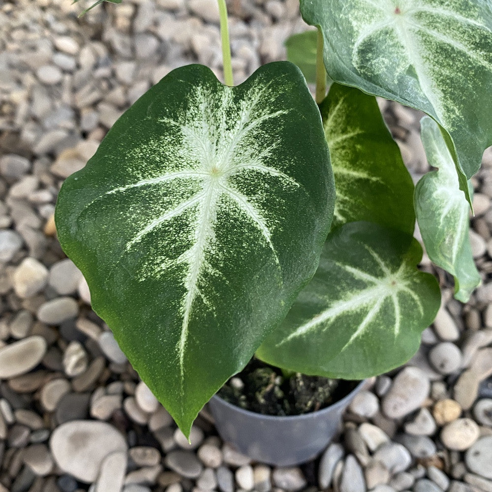 Caladium White King (Aaron) – Floraria Secret Garden (SG)