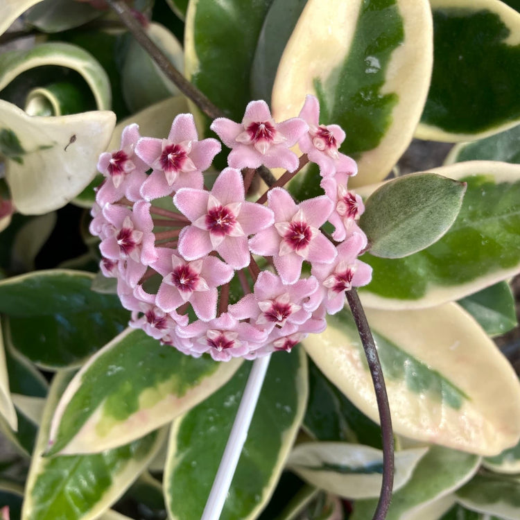 Hoya carnosa 'Krimson Queen' D19 (minimum 4-5 plants/pot) – Floraria ...