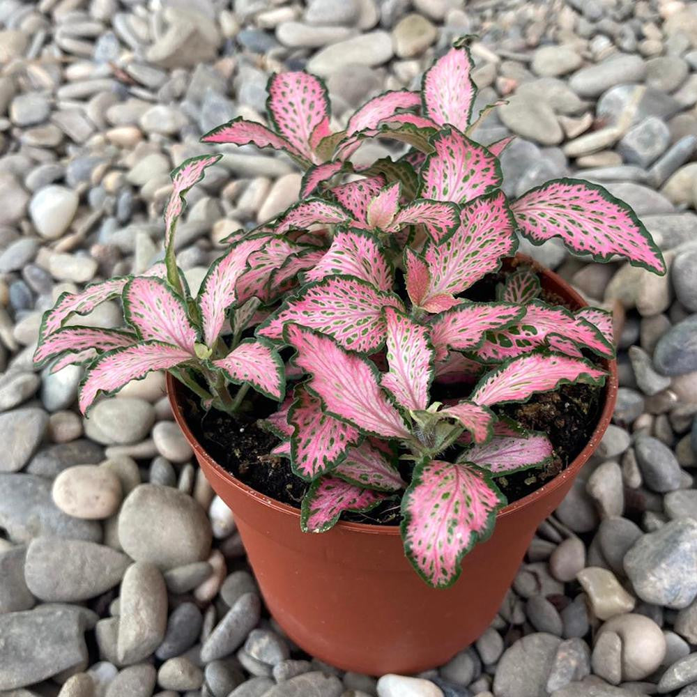 Fittonia Mosaic 'Pink Forest Flame', mosaic plant