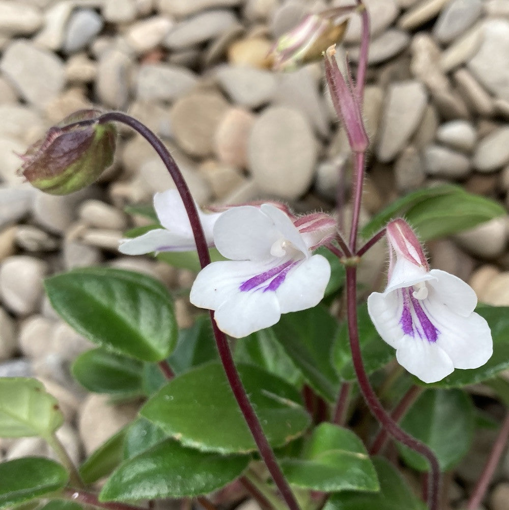 Chirita tamiana – Secret Garden Plant Shop