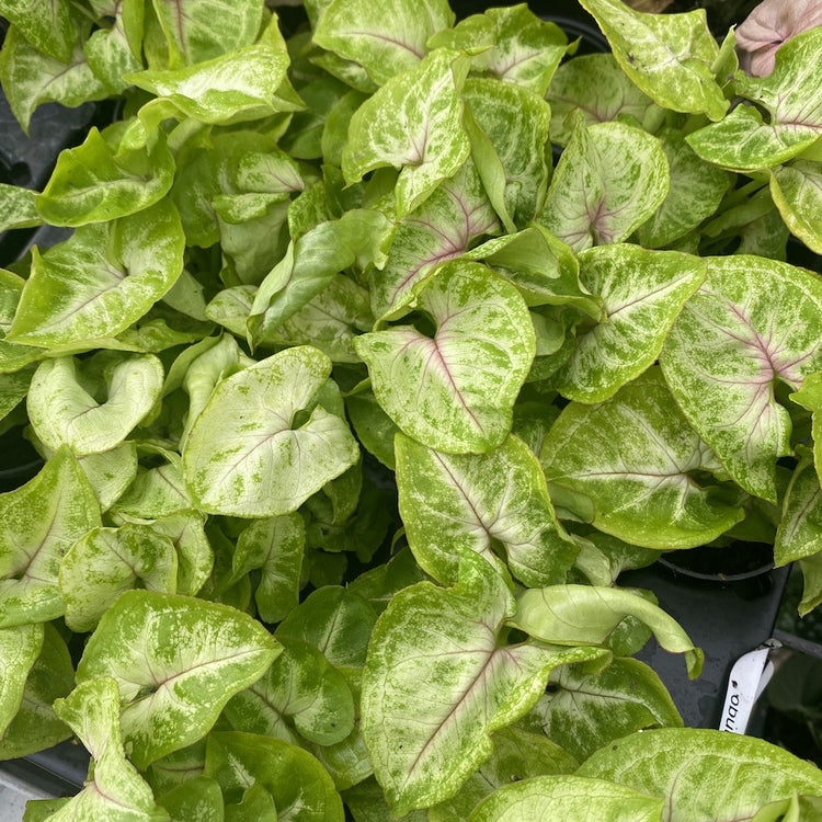 Syngonium Mango Allusion – Floraria Secret Garden (SG)