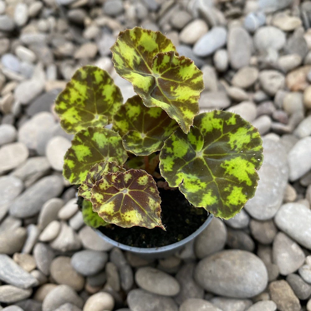 Begonia boweri 'Tiger' – Secret Garden Plant Shop