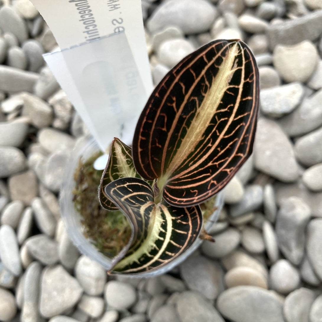 Anoectochilus albolineatus 'Variegata' (Peloric Jewel Orchid ...