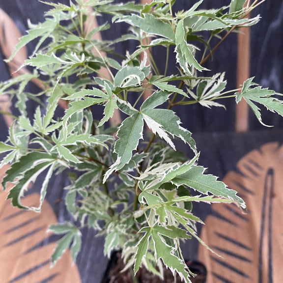 Acer palmatum 'Butterfly' (Japanischer Ahorn) – Floraria Secret Garden (SG)