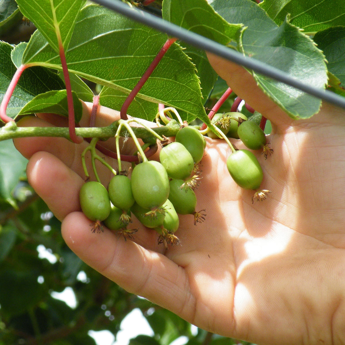 Kiwi - Actinidia arguta 'Geneva' (mini-Kiwi) D9 – Secret Garden Plant Shop