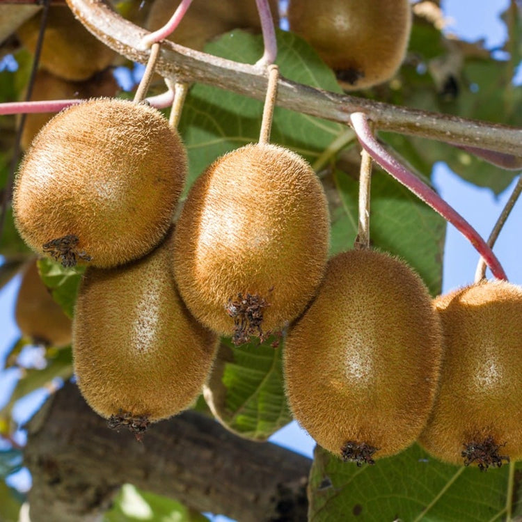 Kiwi - Actinidia deliciosa 'Hayward' (femela) – Floraria Secret Garden (SG)