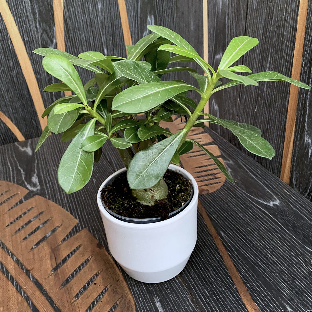 Adenium obesum 'Picotee' D10 cm