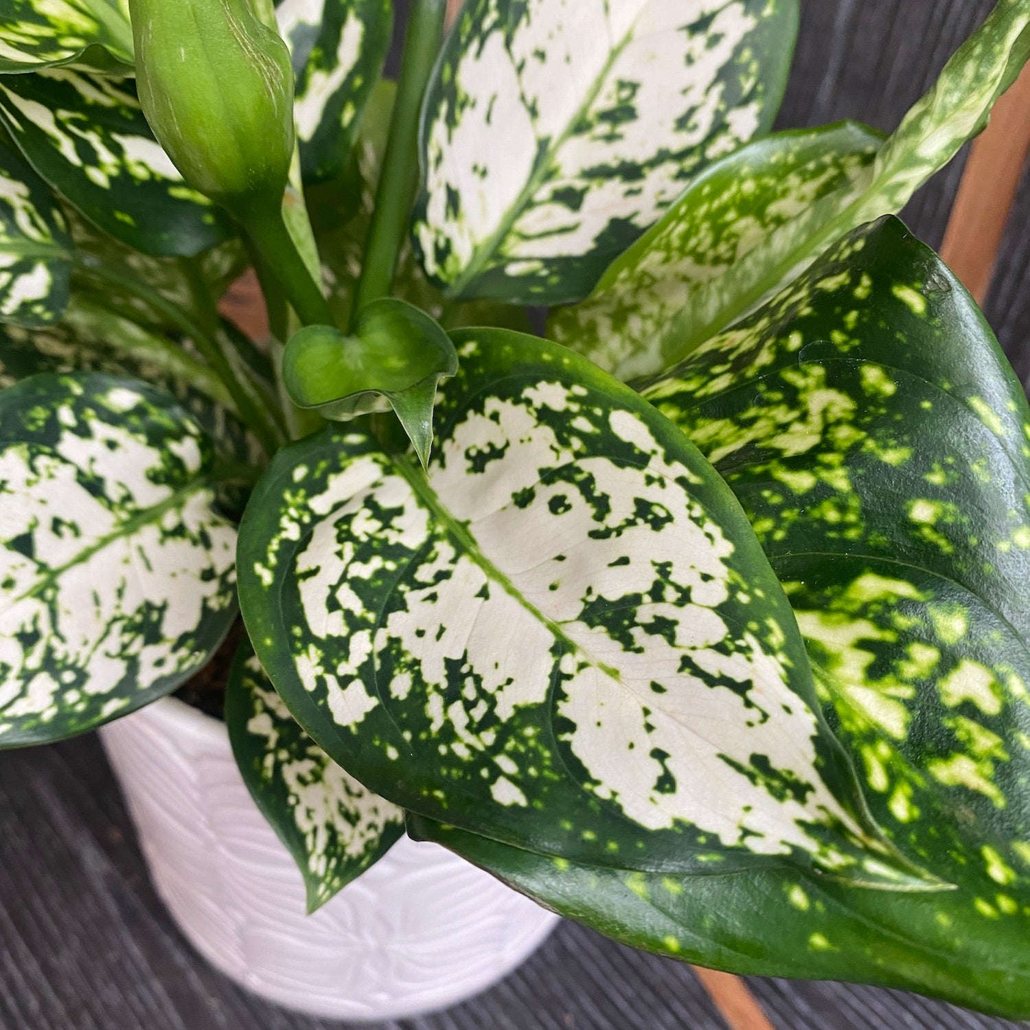 Aglaonema Osaka (Snow White) – Floraria Secret Garden (SG)