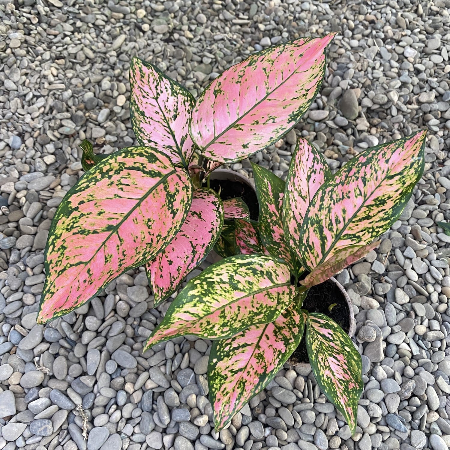 Aglaonema Pink Spotted Star – Floraria Secret Garden (SG)