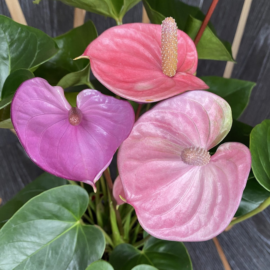 Anthurium ‘Cavalli’ (Floarea Flamingo) – Floraria Secret Garden (SG)