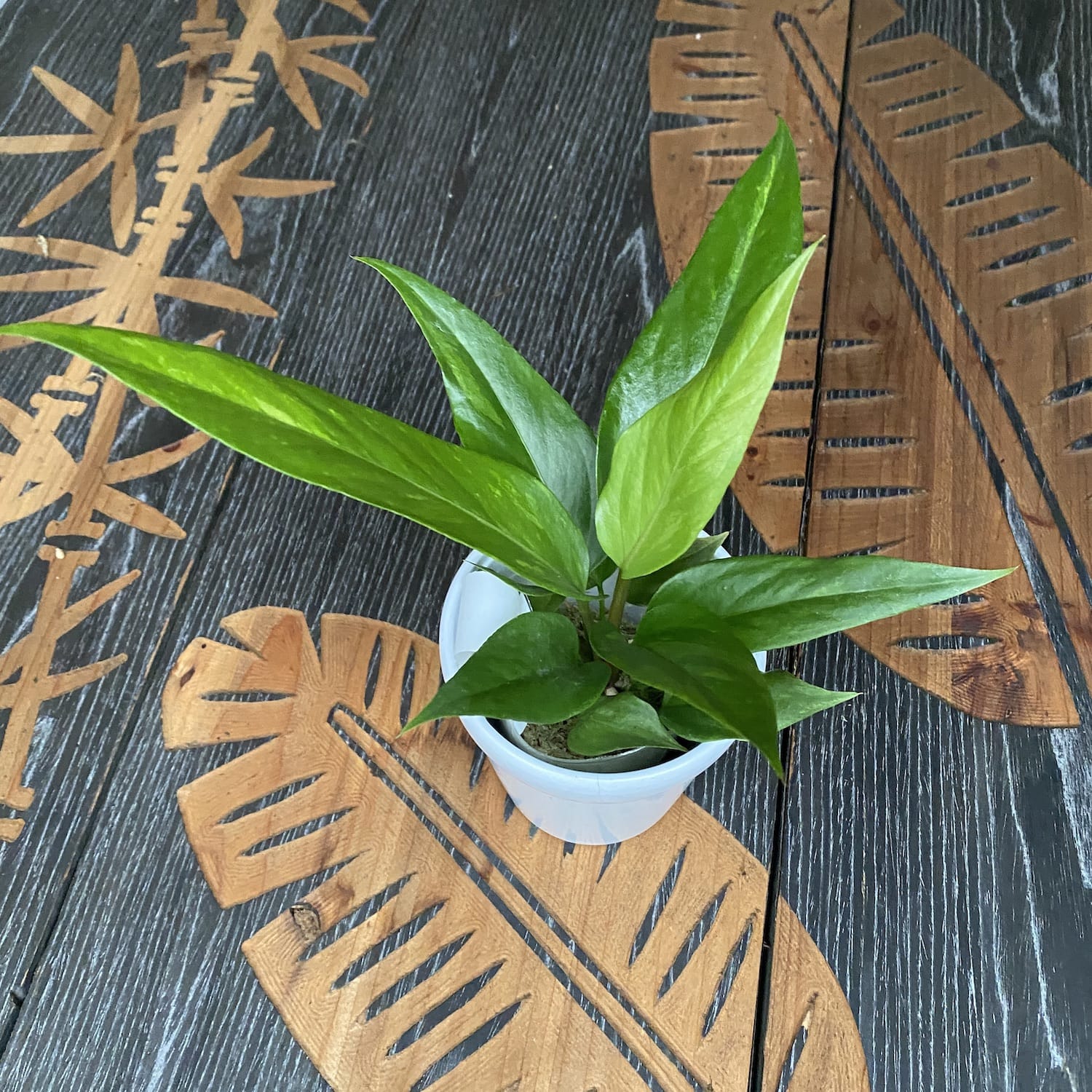 Anthurium Siam Diamond (Variegata) – Floraria Secret Garden (SG)