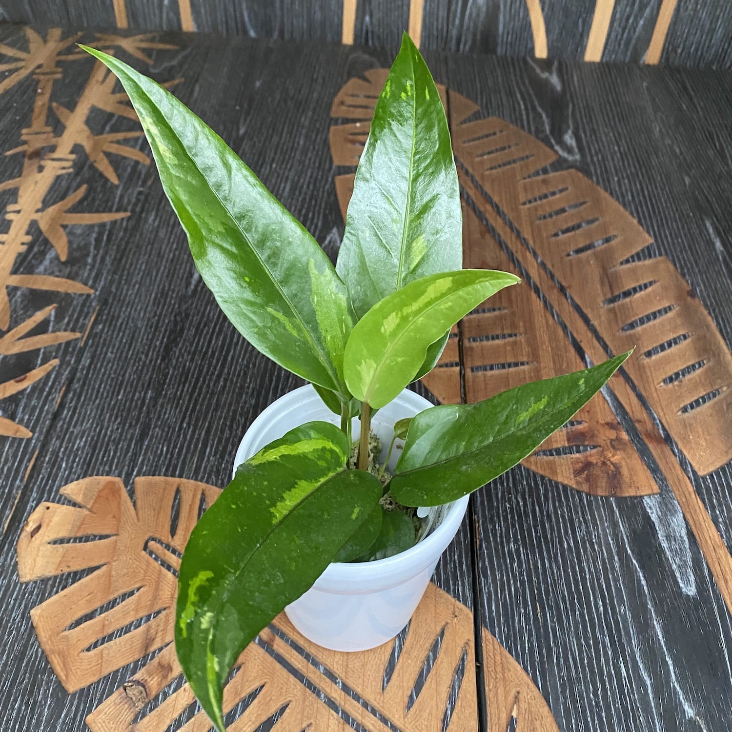 Anthurium Siam Diamond (Variegata) – Floraria Secret Garden (SG)