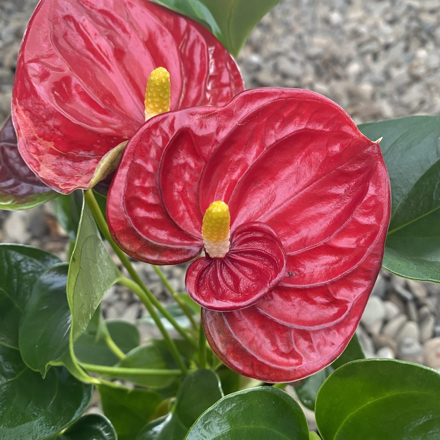 Anthurium Diamond Red – Floraria Secret Garden (SG)