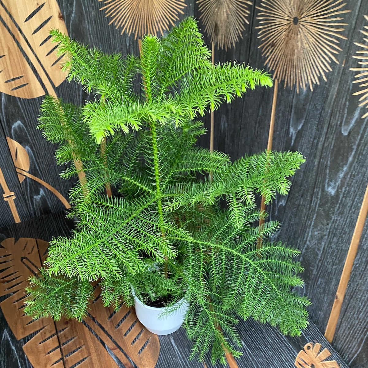 Araucaria heterophylla (Norfolk Island pine) D14/15 – Secret Garden ...