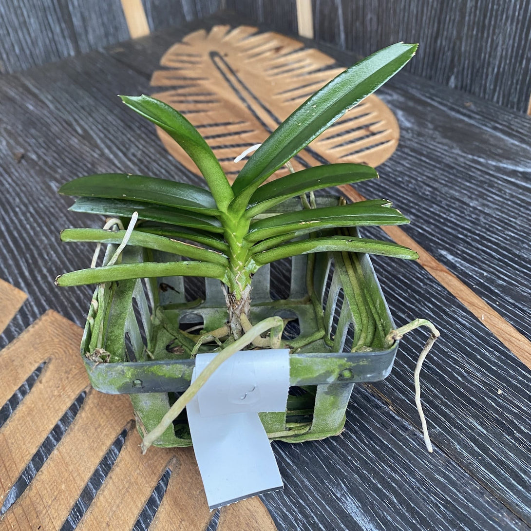 Vanda miniata (syn. Ascocentrum miniatum) – Floraria Secret Garden (SG)