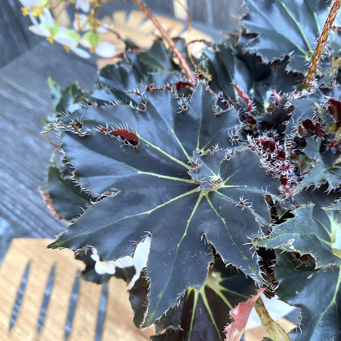 Begonia Evy (Black Mamba) – Floraria Secret Garden (SG)