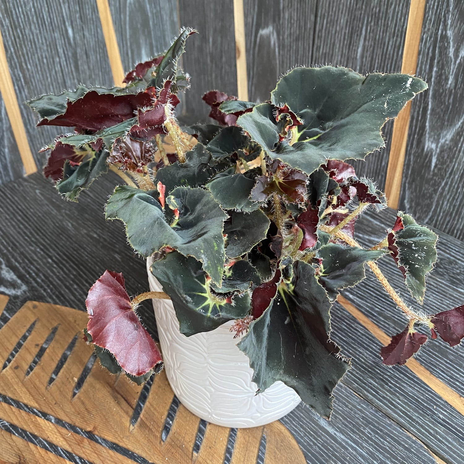 Begonia Black Fang – Secret Garden Plant Shop