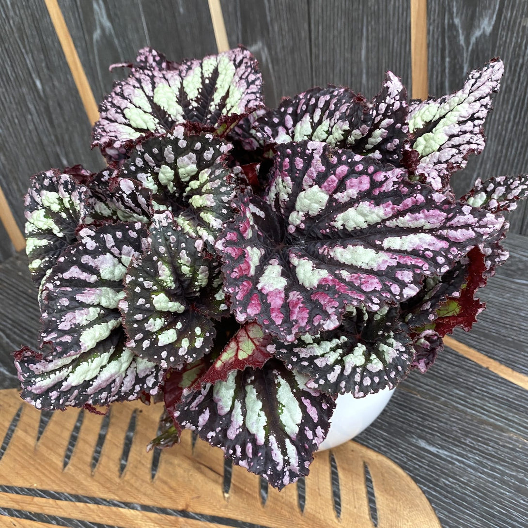 Begonia Fireworks