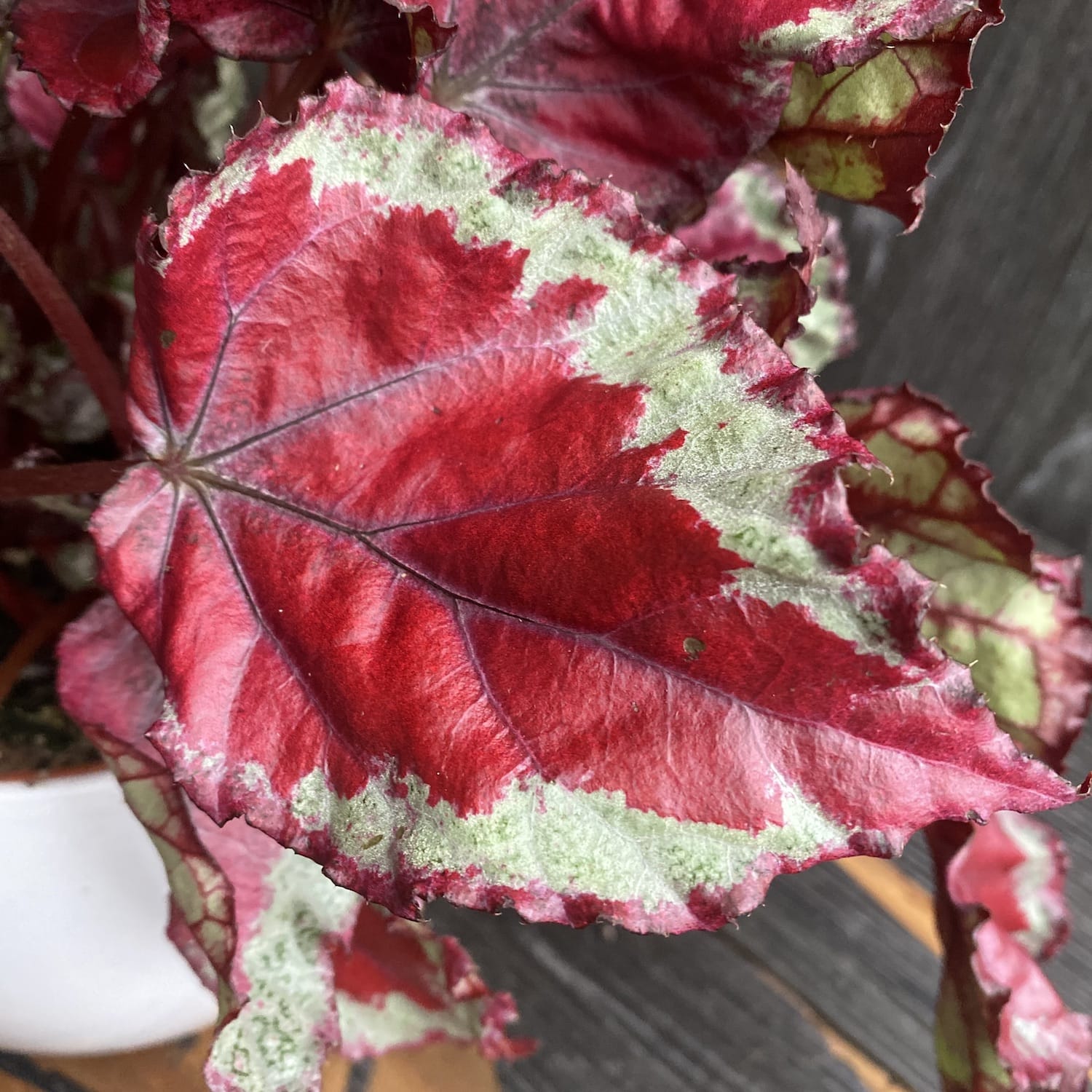 Begonia Magic Colours 'Spitfire' – Floraria Secret Garden (SG)