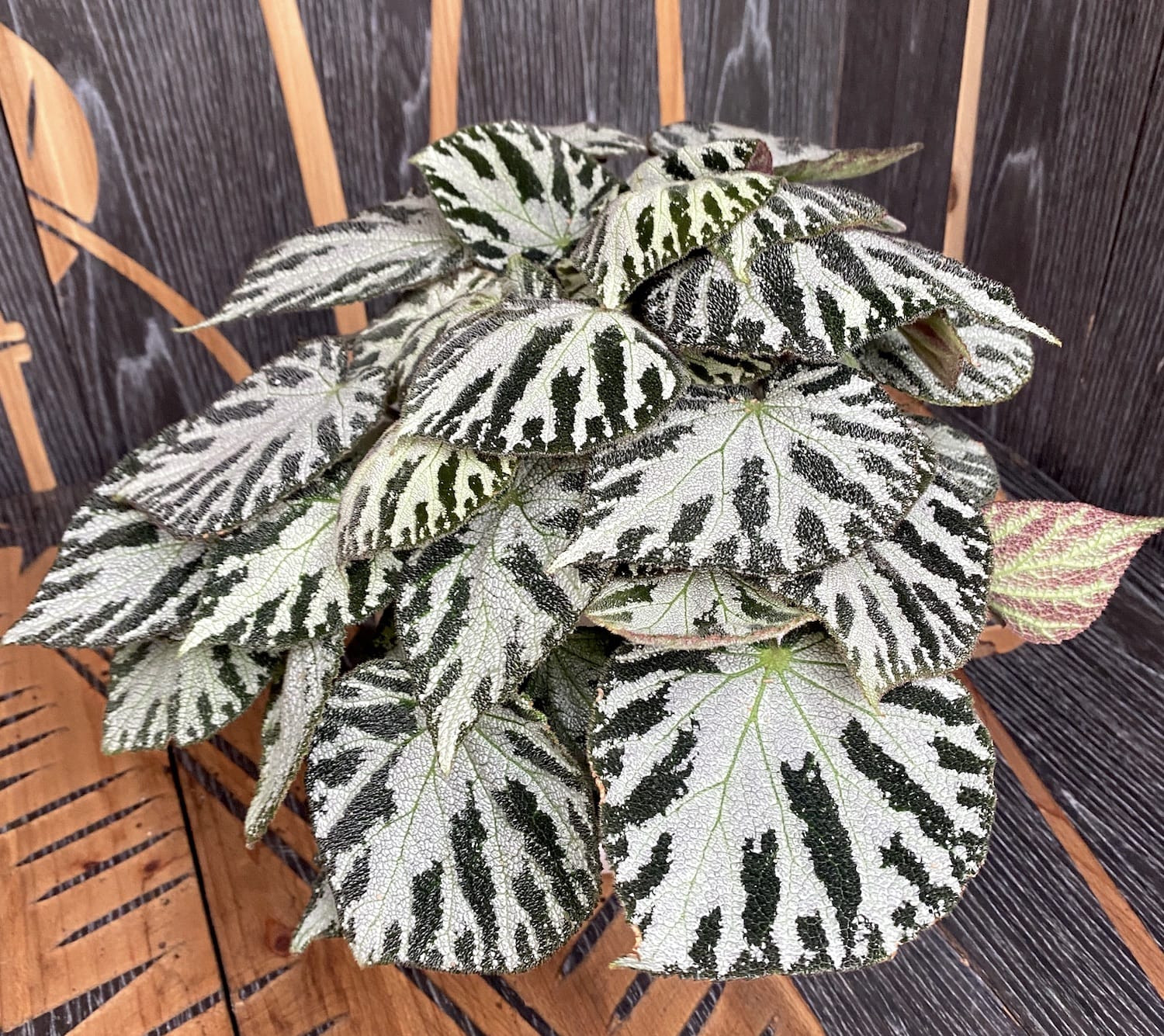 Begonia Silver Jewel - exemplarele XL – Floraria Secret Garden (SG)