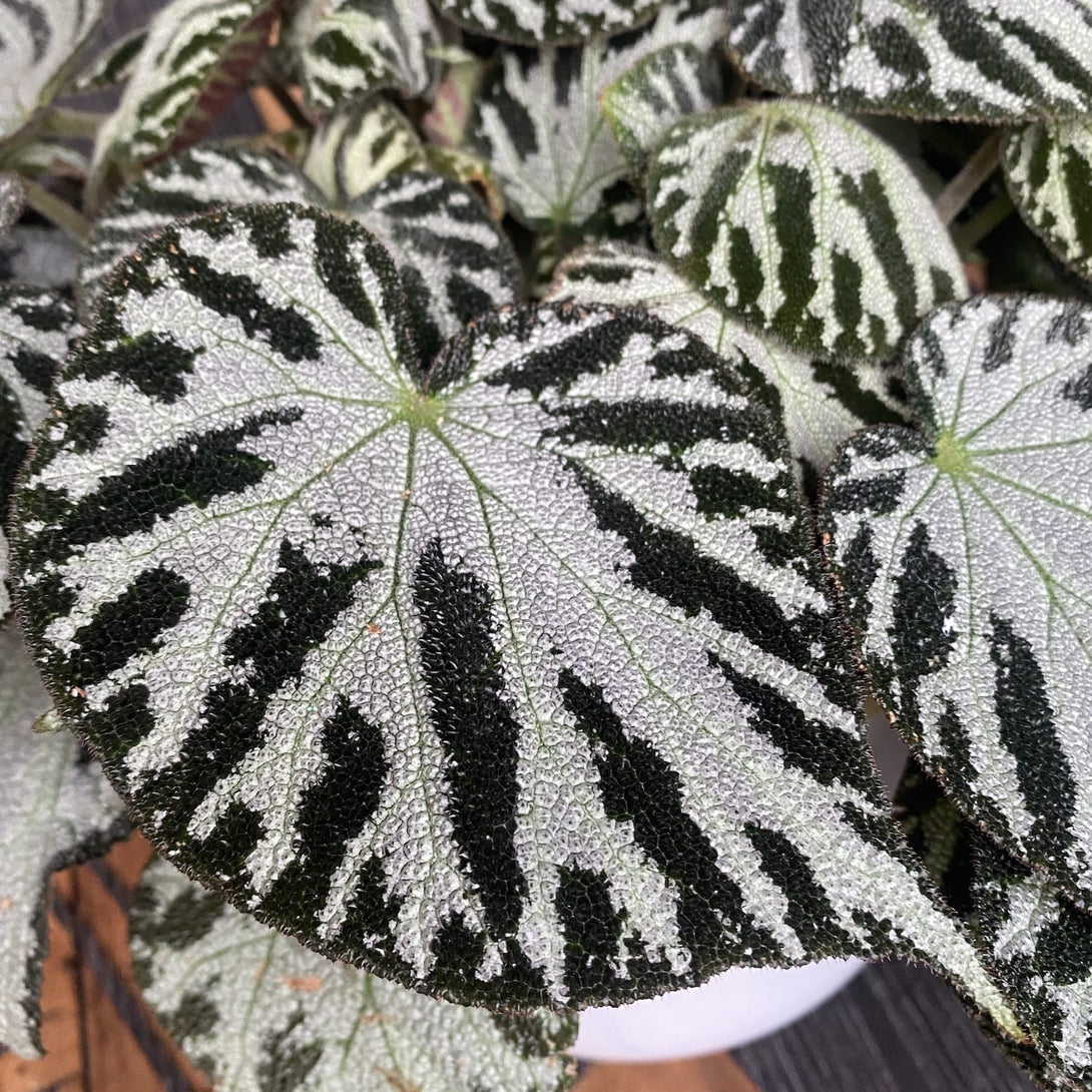 Begonia Silver Jewel - exemplarele XL – Floraria Secret Garden (SG)