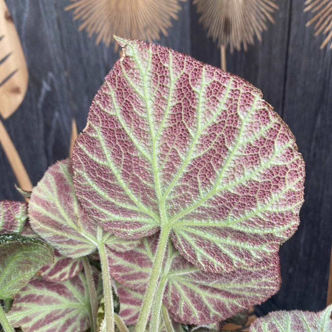 Begonia Silver Jewel - exemplarele XL – Floraria Secret Garden (SG)