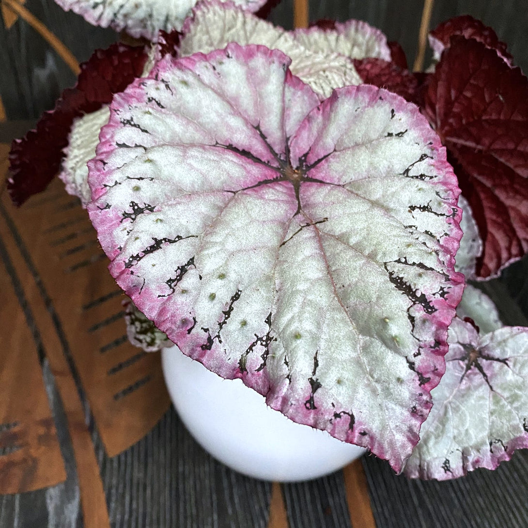 Begonia 'Hawaiian Silver' – Floraria Secret Garden (SG)