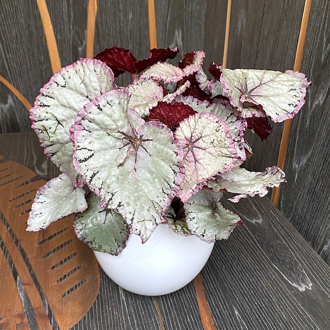Begonia 'Hawaiian Silver' – Floraria Secret Garden (SG)