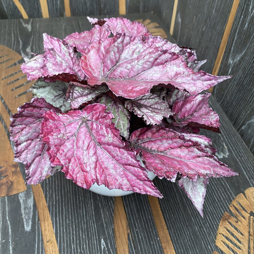 Begonia 'Magic Colours Merenque' - 3 plante/ghiveci – Secret Garden ...
