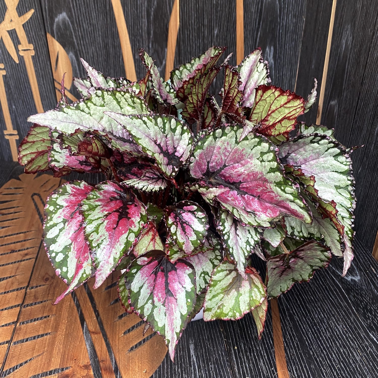 Begonia Magic Colors 'Salsa' - 3 plants/pot – Floraria Secret Garden (SG)