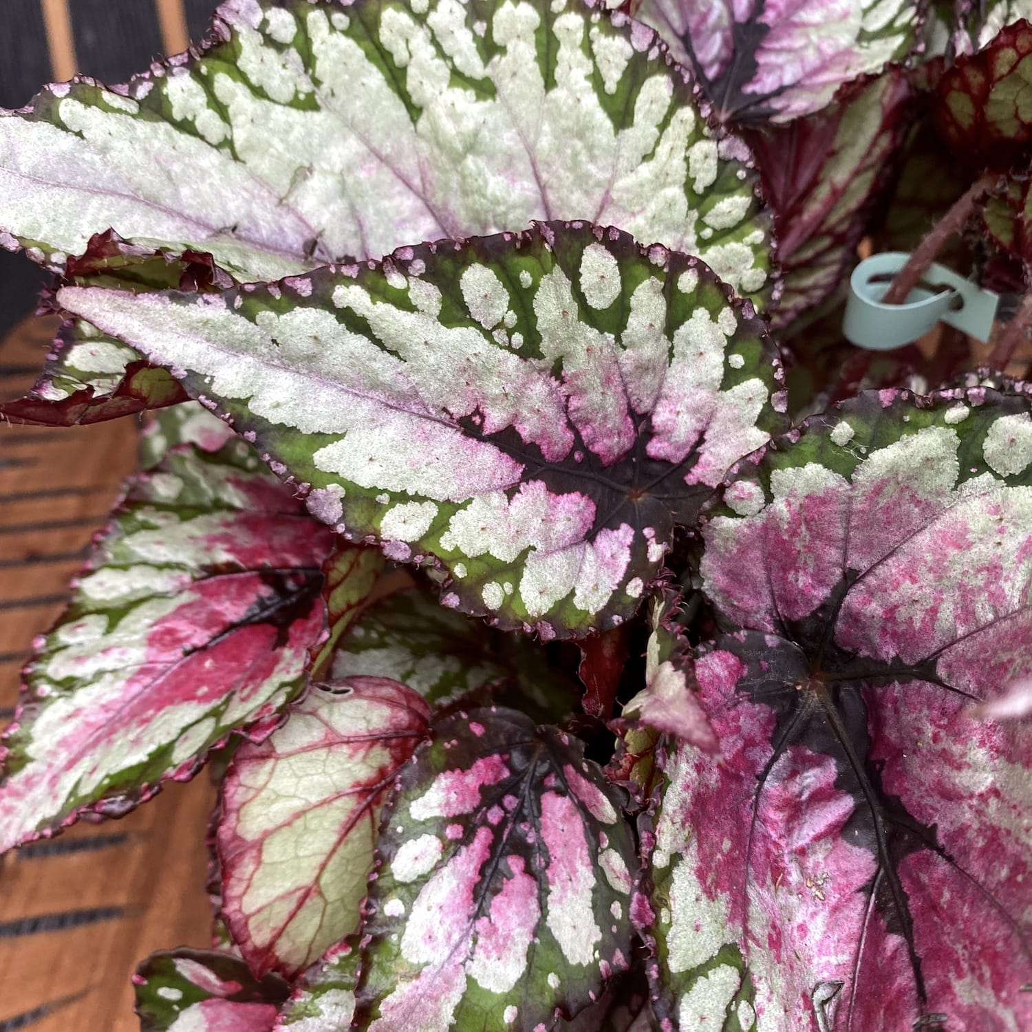 Begonia Magic Colors 'Salsa' - 3 plants/pot – Floraria Secret Garden (SG)