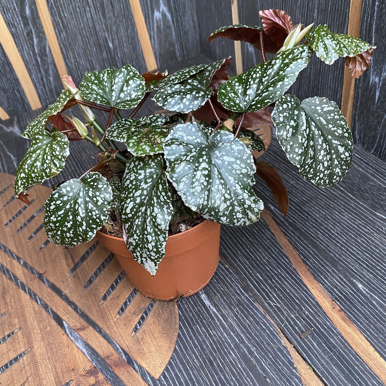 Begonia 'Snow Capped' – Secret Garden Plant Shop