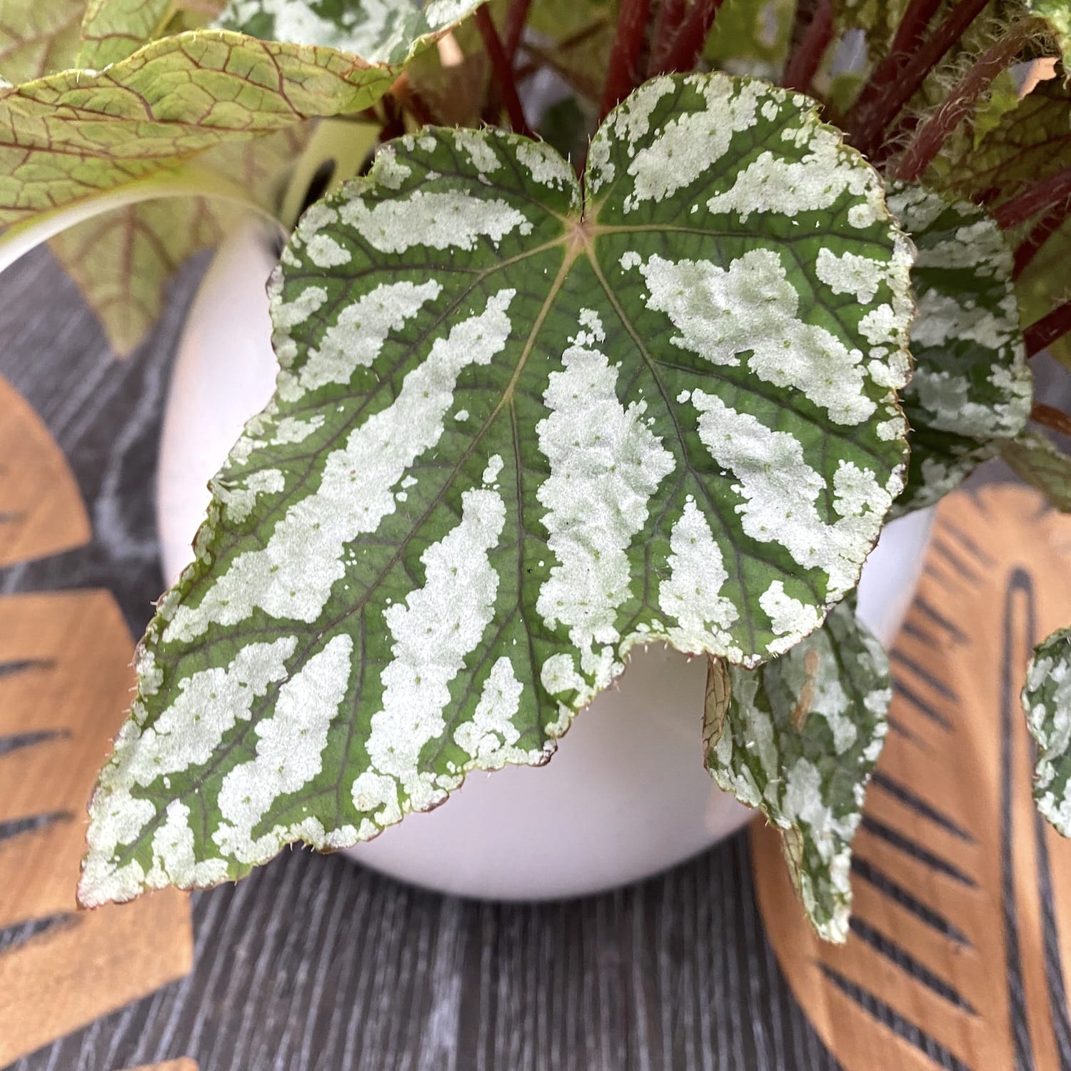 Begonia 'Tap Dance' – Floraria Secret Garden (SG)