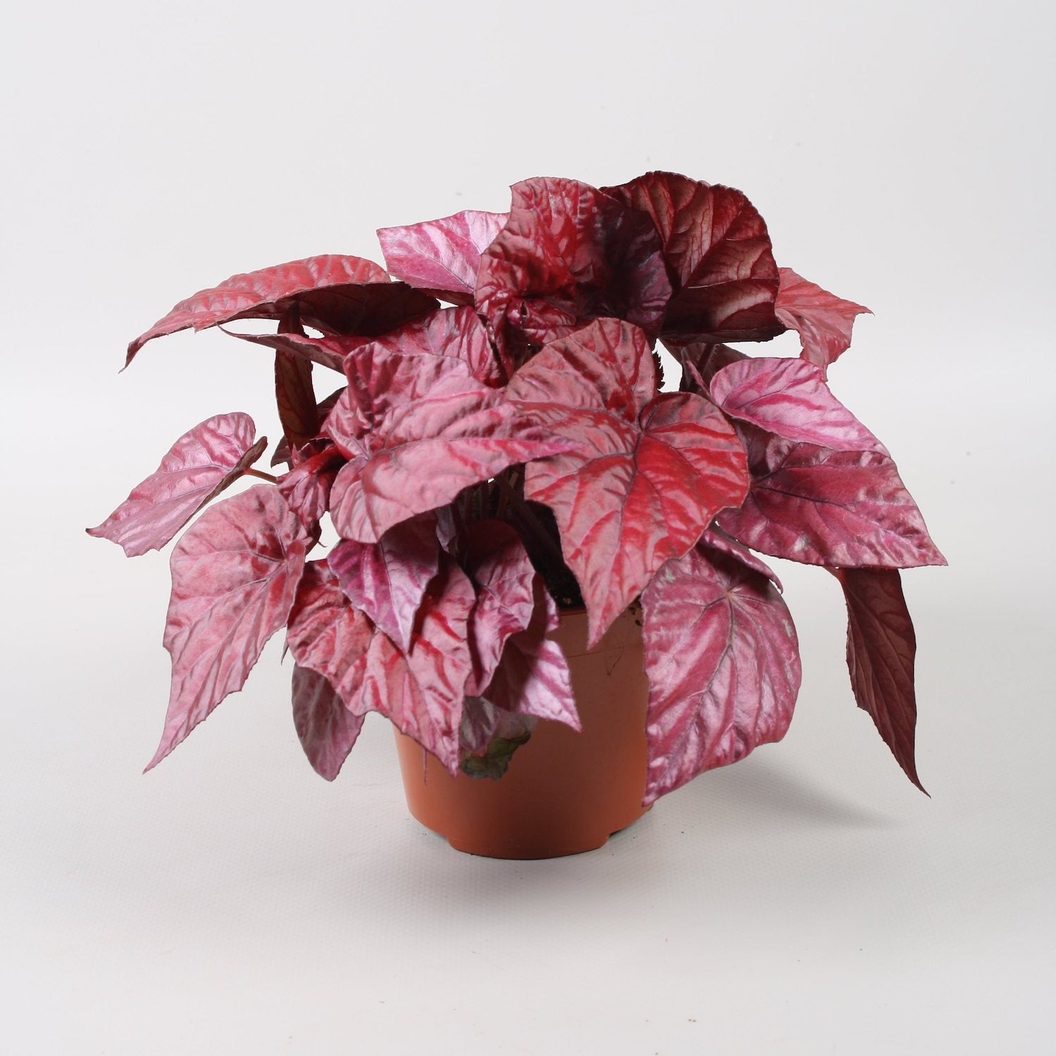 Begonia Inca Flame – Floraria Secret Garden (SG)