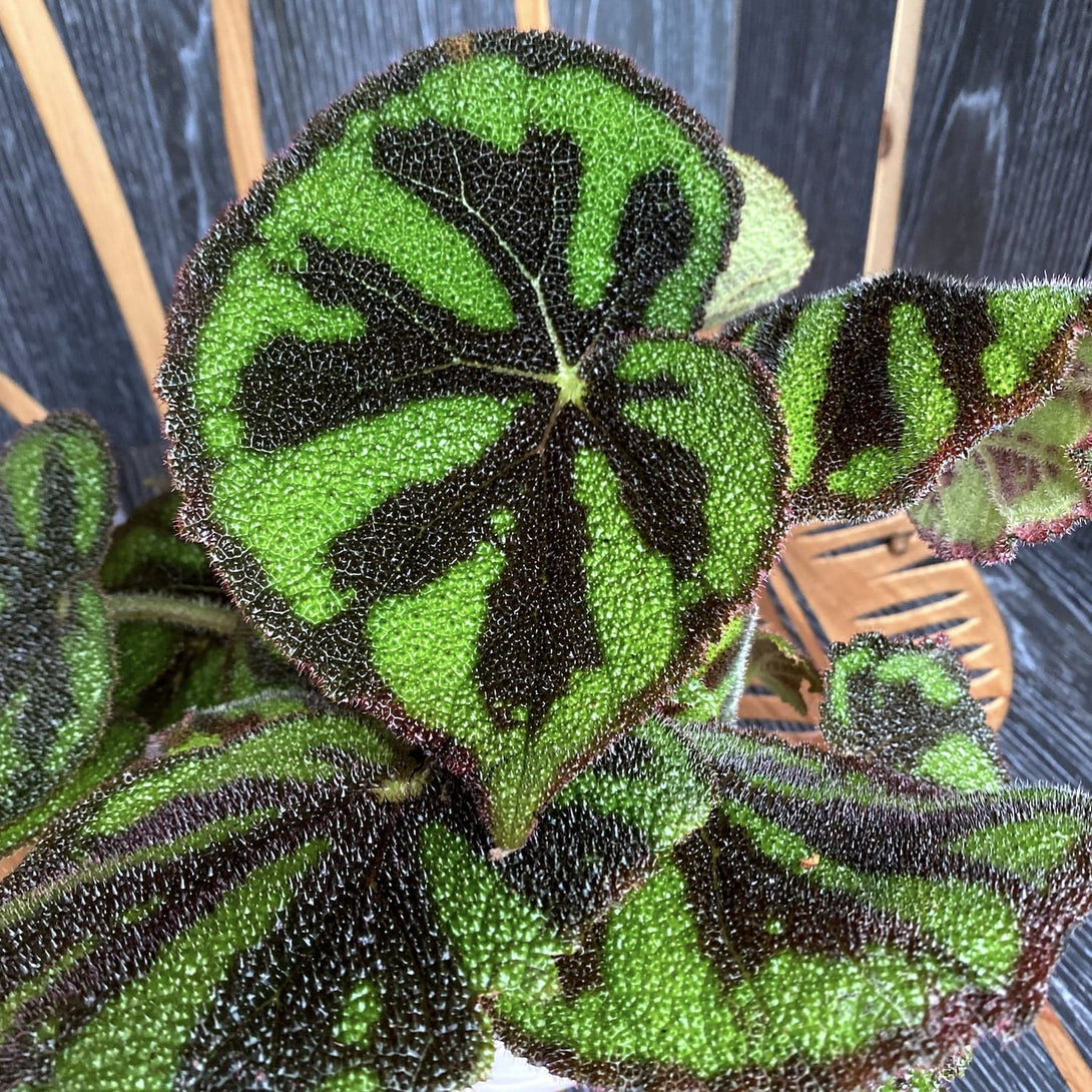 Begonia masoniana Rock (Iron cross begonia) – Floraria Secret Garden (SG)