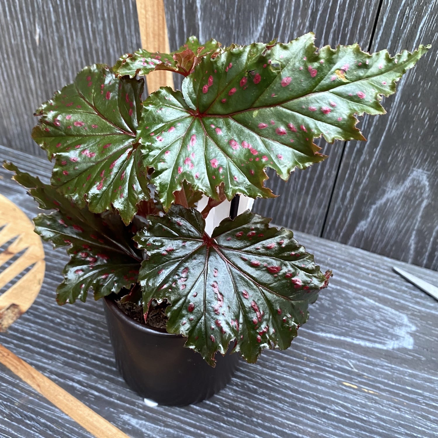 Begonia serratipetala (babyplant) – Secret Garden Plant Shop