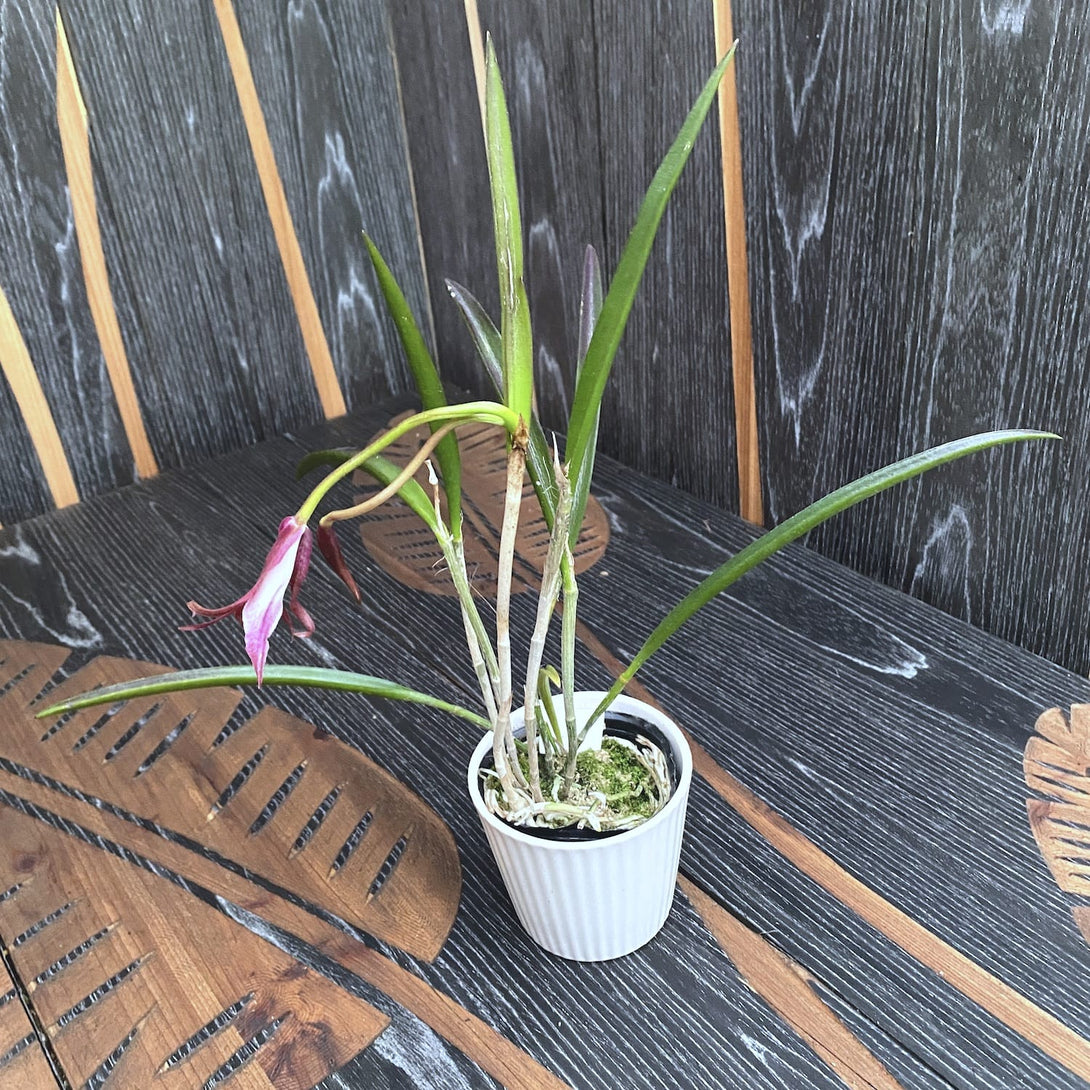Brassocattleya (C. araguaiensis × B. cucullata) – Floraria Secret ...