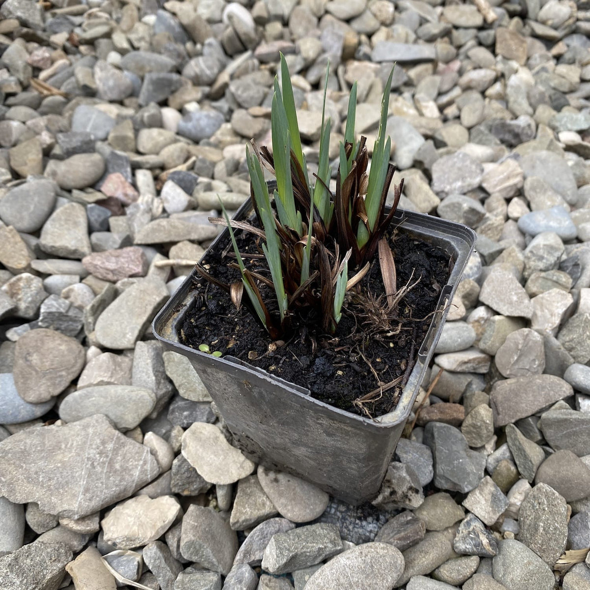 Bulbi Irisi albi Sibirica Not Quite White – Secret Garden Plant Shop