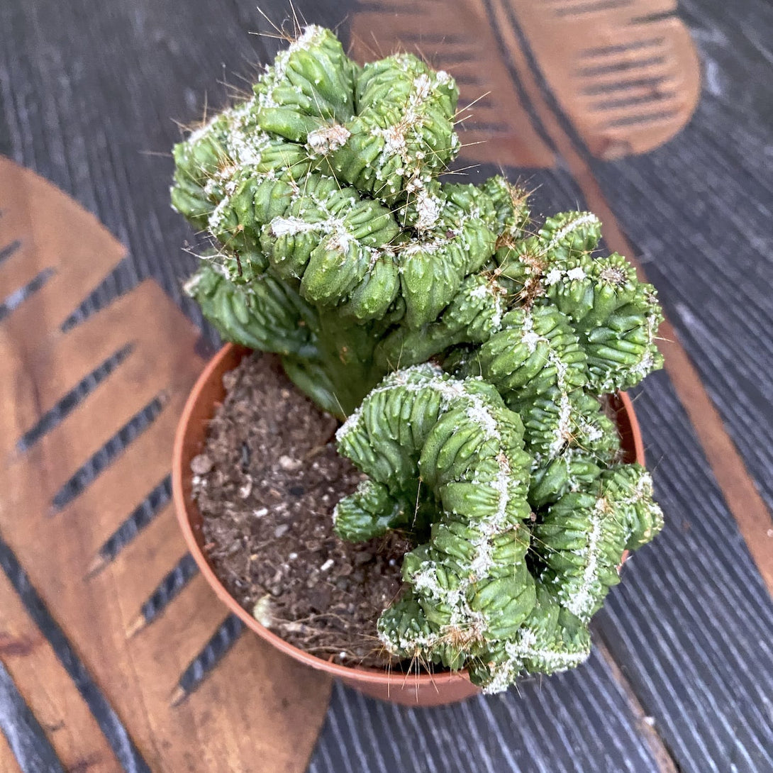 Cereus peruvianus monstruosus – Floraria Secret Garden (SG)