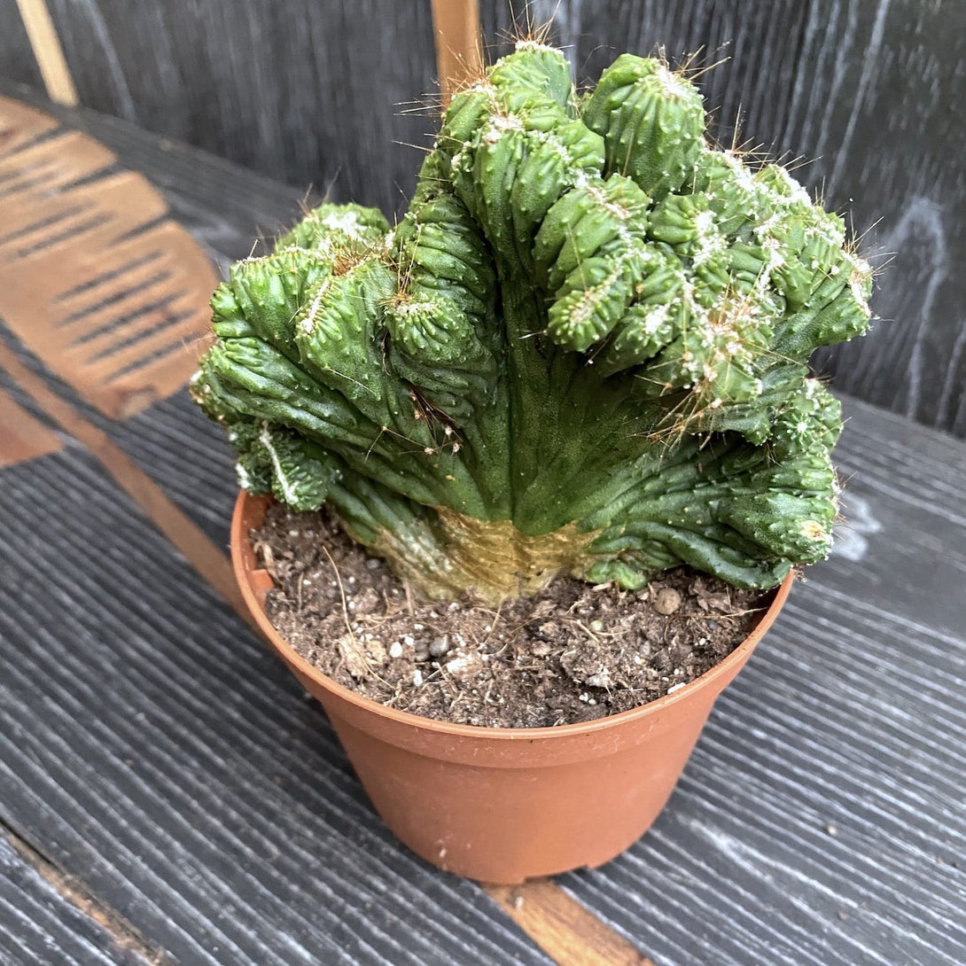 Cereus peruvianus monstruosus – Floraria Secret Garden (SG)