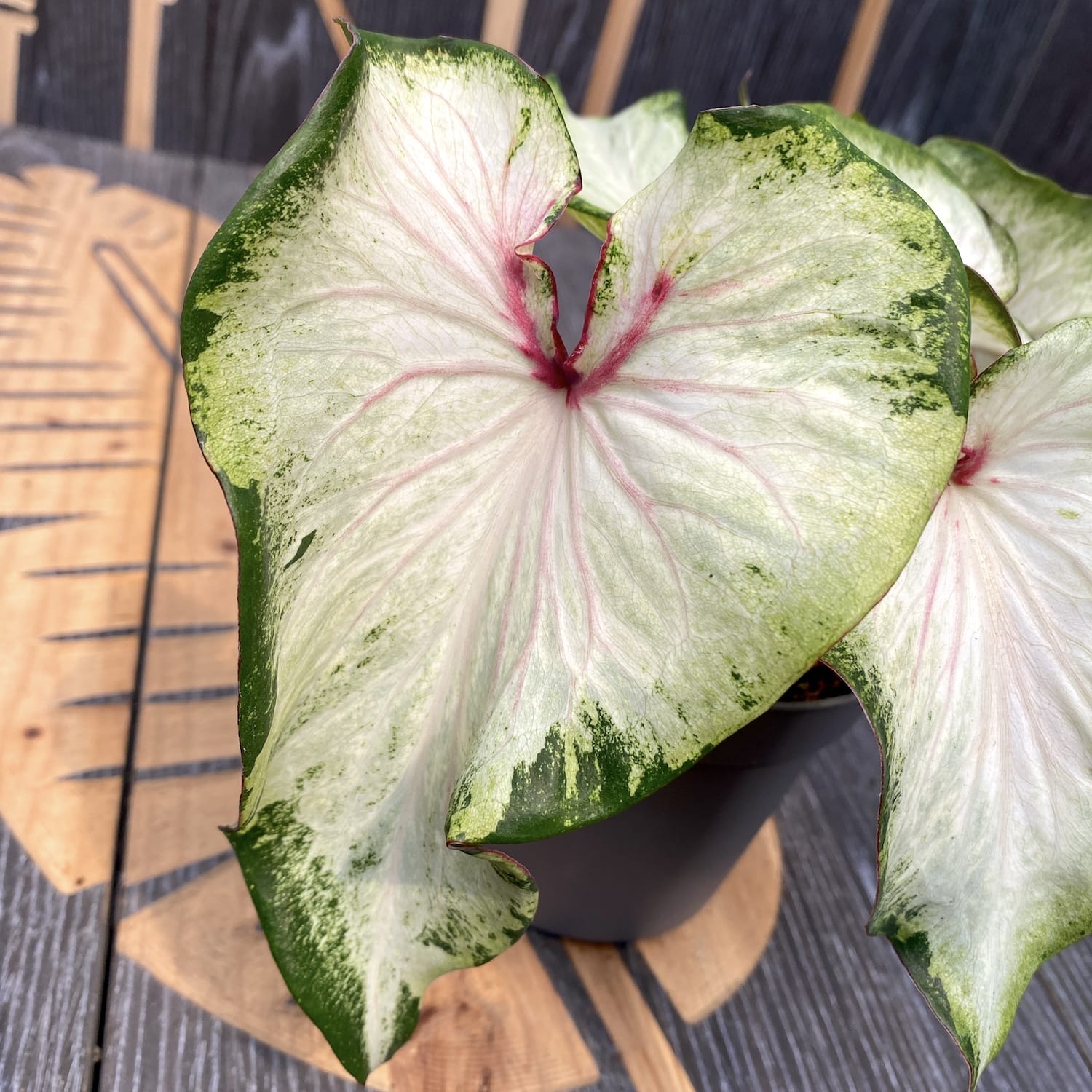 Caladium Gingerland – Floraria Secret Garden (SG)