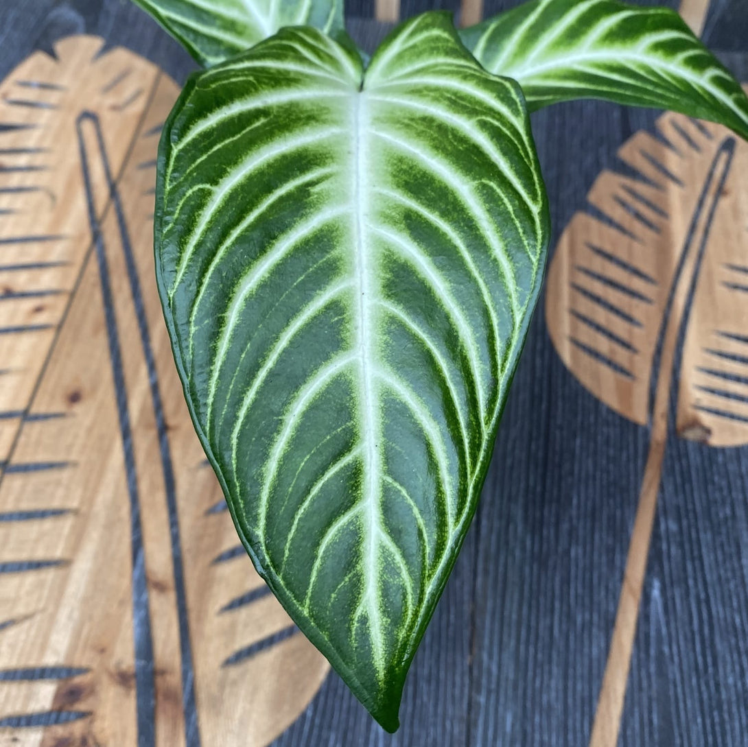 Caladium (Xanthosoma) lindenii Angel Wings