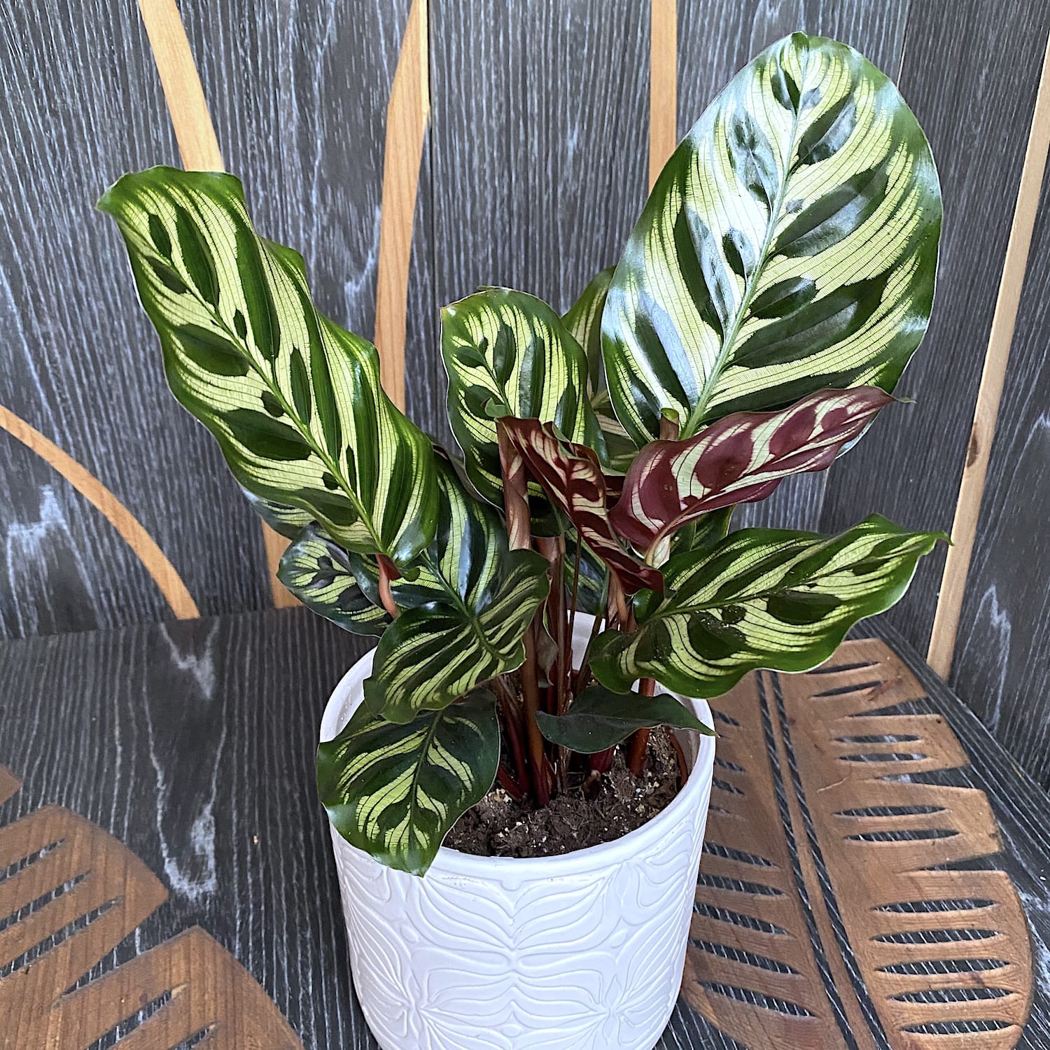 Calathea Makoyana, planta paun – Floraria Secret Garden (SG)