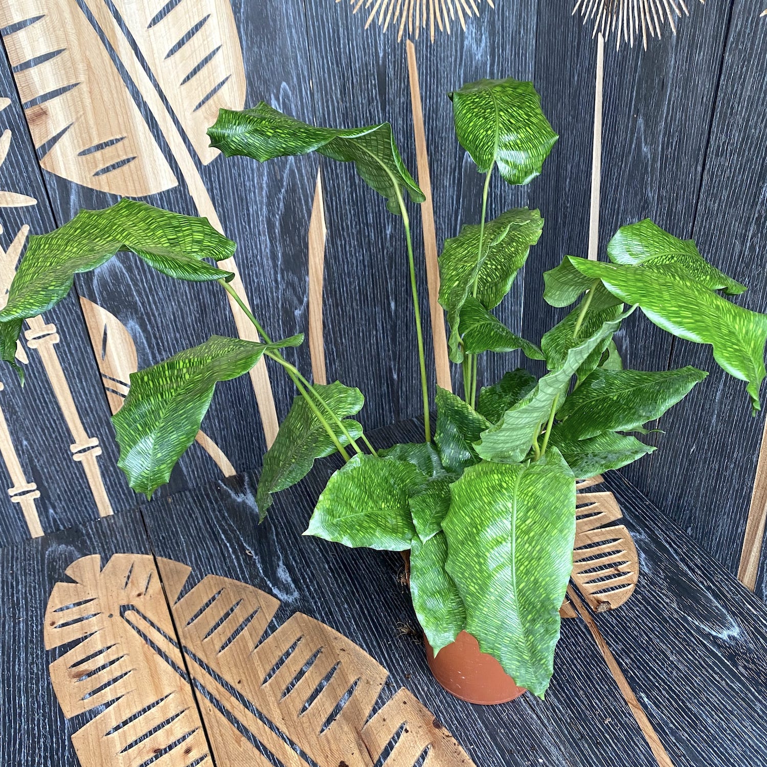 Calathea Musaica Network – Floraria Secret Garden (SG)